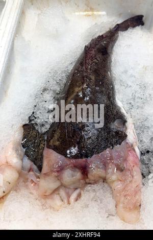 Fresh monkfish on the counter on the fish market Stock Photo - Alamy