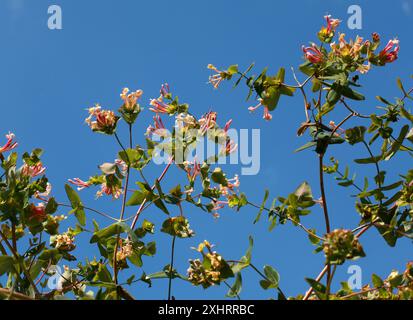 Evergreen Honeysuckle, Lonicera implexa, Caprifoliaceae. UK Stock Photo ...