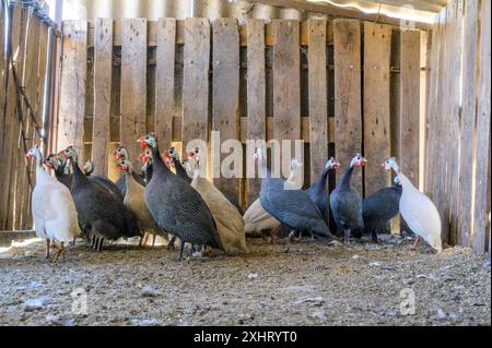 Group of guinea fowl hens in a barn Stock Photo - Alamy