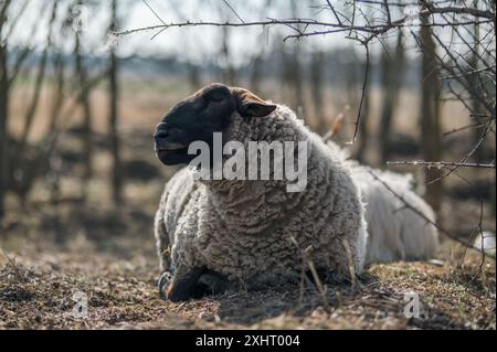 English Suffolk ram sheep lying and resting on the ground Stock Photo ...