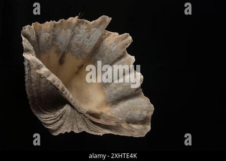 Giant seashell, a burial gift, that was discovered at a prehistoric ...