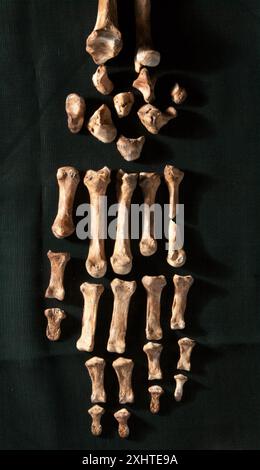 Parts of a hand of a prehistoric human skeleton that was discovered in ...