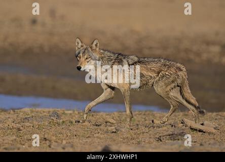 Indian Wolf is a subspecies of gray wolf that ranges from Southwest ...