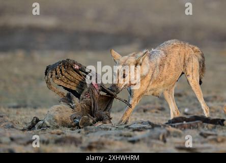 Indian Wolf is a subspecies of gray wolf that ranges from Southwest ...