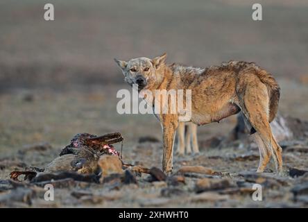 Indian Wolf is a subspecies of gray wolf that ranges from Southwest ...