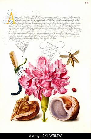 HOEFNAGEL, Joris (illustrator) and Georg BOCSKAY (calligrapher ...