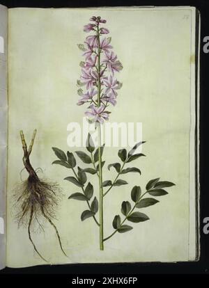 Gouache drawing of Dictamnus albus, or white dittany, by Hans Simon ...
