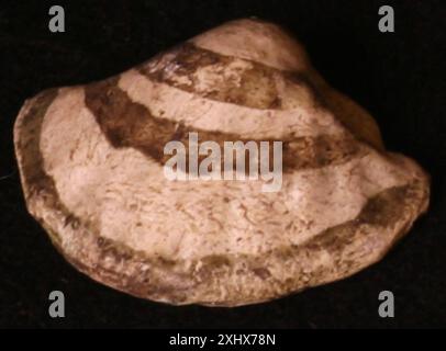 Heart mussel Unknown Sculpture Hjertemusling Stock Photo - Alamy