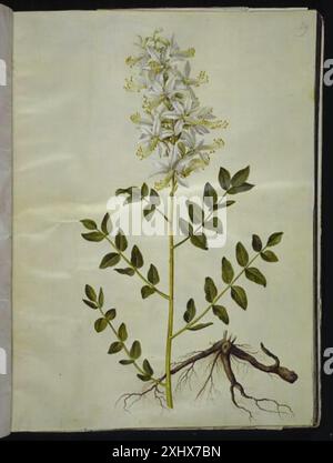 Illustration of Dictamnus albus, or white dittany, created in gouache ...