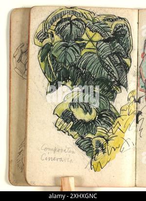 Drawing by Niels Larsen Stevns of plant studies combined with window ...