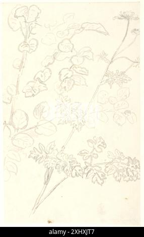 Plant studies Dreyer, Dankvart 1816 - 1852 Drawing Plantestudier Stock ...