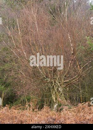 Burrow Hill and the village of Hopesay, near Craven Arms, Shropshire ...