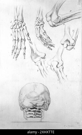Drawing by Karel van Mander III showing two human skulls and one arm ...