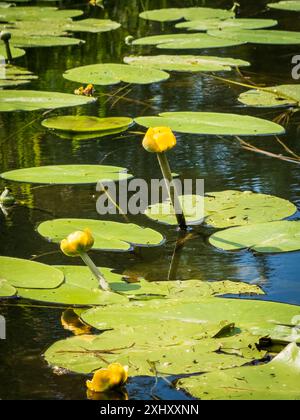 A tranquil pond with water lilies and reflections. Ideal for slow life ...