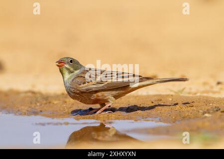 Ortolan Bunting drinking water in the desert Stock Photo - Alamy