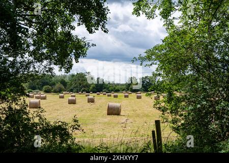 Round hay bales Ufford Suffolk England Stock Photo - Alamy