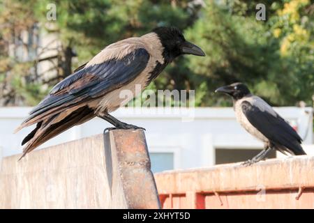 Hooded Crow At Karadjordjen Park , Belgrade, Serbia Stock Photo - Alamy