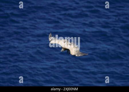 Griffon vulture flying over the Cantabrian Sea Stock Photo - Alamy