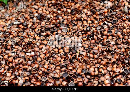 empty hazelnut shells Stock Photo - Alamy