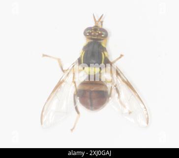 Fruit Flies (Tephritidae) Insecta Stock Photo - Alamy