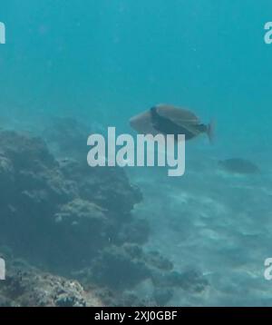 Wedgetail Triggerfish (Rhinecanthus rectangulus) Actinopterygii Stock ...