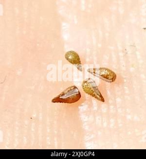 Clearwater cryptantha (Cryptantha intermedia Stock Photo - Alamy