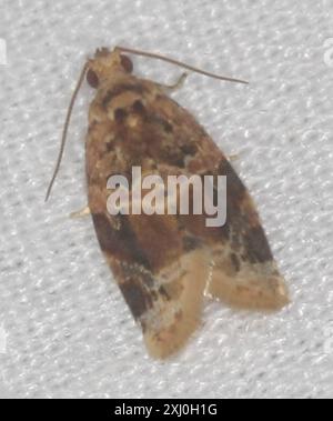 Red-banded Leafroller Moth (Argyrotaenia velutinana) Insecta Stock ...