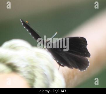 Black Prince (Rohana parisatis), Insecta, Hpa-An Stock Photo - Alamy