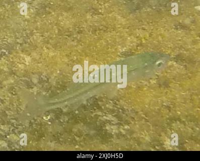 Sand Smelt (Atherina presbyter) Actinopterygii Stock Photo - Alamy