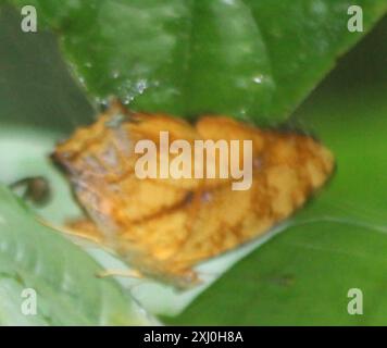 Common Jester (Symbrenthia lilaea) Insecta Stock Photo - Alamy