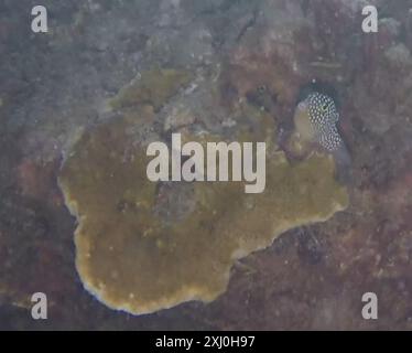 Hawaiian Spotted Toby (Canthigaster jactator) Actinopterygii Stock ...