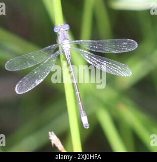 Black Spreadwing (Lestes stultus) Insecta Stock Photo - Alamy