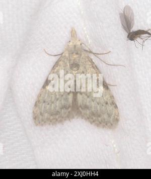 Tufted Moths (Nolidae) Insecta Stock Photo - Alamy