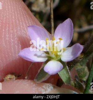 Greater Sea-spurry (Spergularia media) Plantae Stock Photo - Alamy