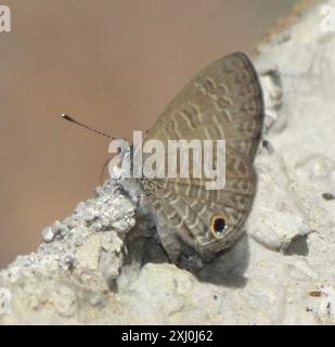 Tailless Lineblue (Prosotas dubiosa), Insecta, Dolvan, Tapi, GJ, IN ...