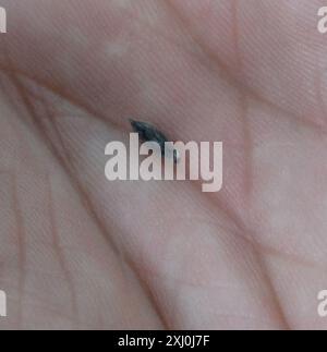 black-fruit mountain-ricegrass (Patis racemosa) Plantae Stock Photo - Alamy