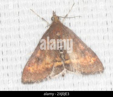 California Pyrausta Moth (Pyrausta californicalis), Insecta, Niagara St ...