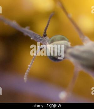 Limoniid Crane Flies (Limoniidae) Insecta Stock Photo - Alamy