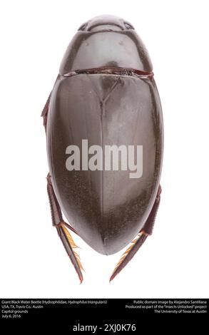 Giant Water Scavenger Beetle (Hydrophilus triangularis) Insecta Stock ...