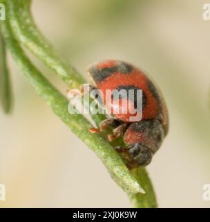 Vedalia Beetle (Novius cardinalis) Insecta Stock Photo - Alamy