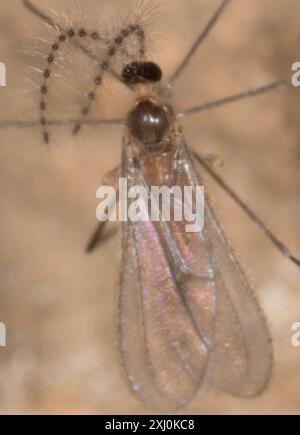 Gall and Forest Midges (Cecidomyiidae) Insecta Stock Photo - Alamy