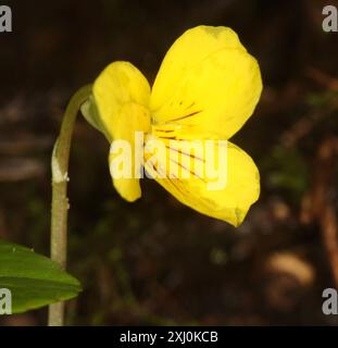 Redwood Violet (Viola sempervirens) Plantae Stock Photo - Alamy