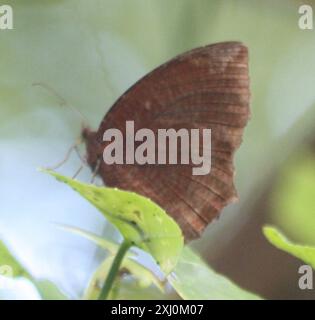 Common Palmfly (Elymnias hypermnestra) Insecta Stock Photo - Alamy