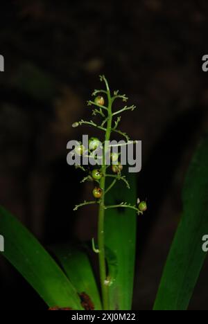 palmita (Xiphidium caeruleum) Plantae Stock Photo - Alamy