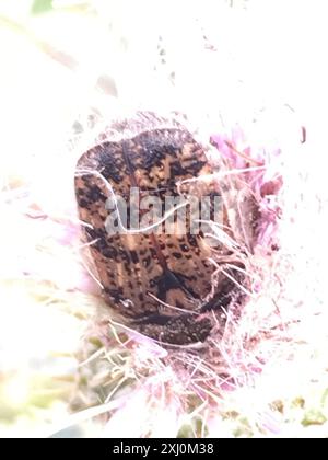Bumble Flower Beetle (Euphoria inda) Insecta Stock Photo - Alamy
