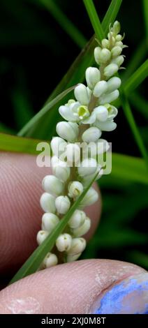 Seneca snakeroot (Polygala senega) Plantae Stock Photo - Alamy