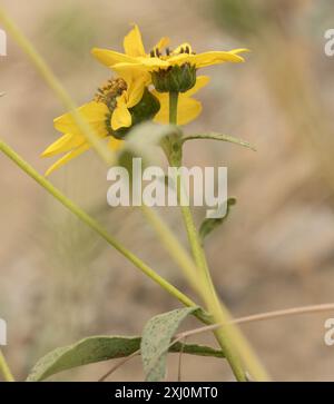 slender sunflower (Helianthus gracilentus) Plantae Stock Photo - Alamy