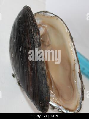 Pondhorn (Uniomerus tetralasmus) Mollusca Stock Photo - Alamy