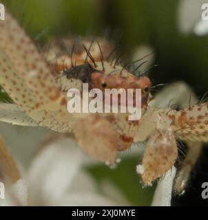 Northern Crab Spider (Mecaphesa asperata) Arachnida Stock Photo - Alamy