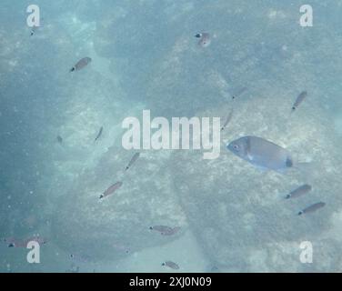 Saddled Seabream (Oblada melanurus) Actinopterygii Stock Photo - Alamy